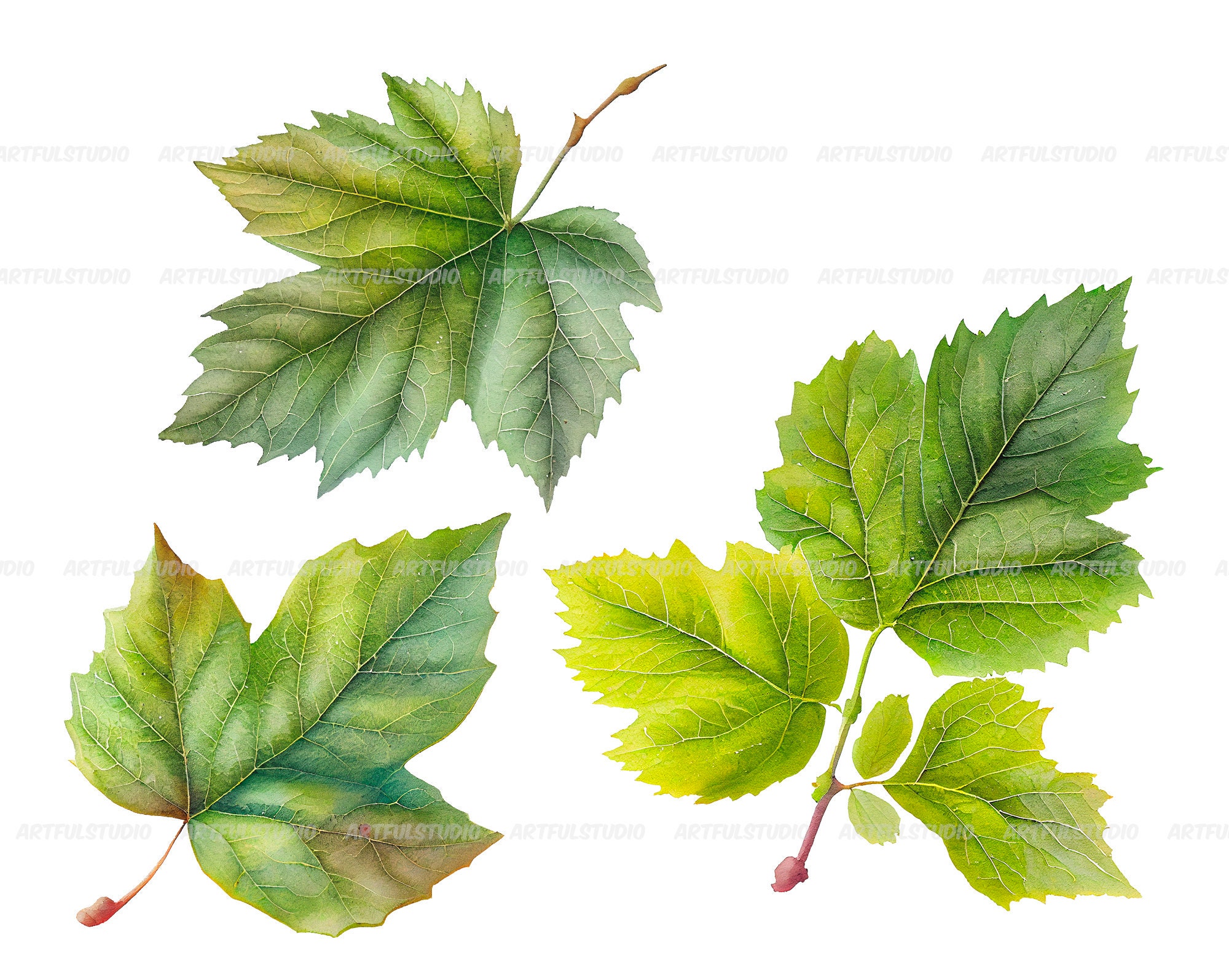 Watercolor Green Leaves Clipart Summer Leaf PNG Realistic Greenery ...
