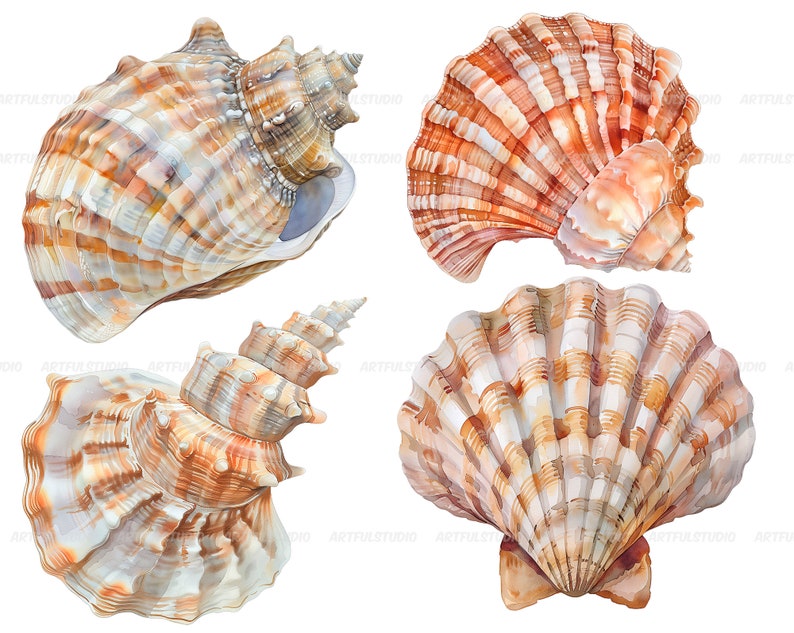 Watercolor Seashells Clipart Underwater Illustrations Beautiful ...