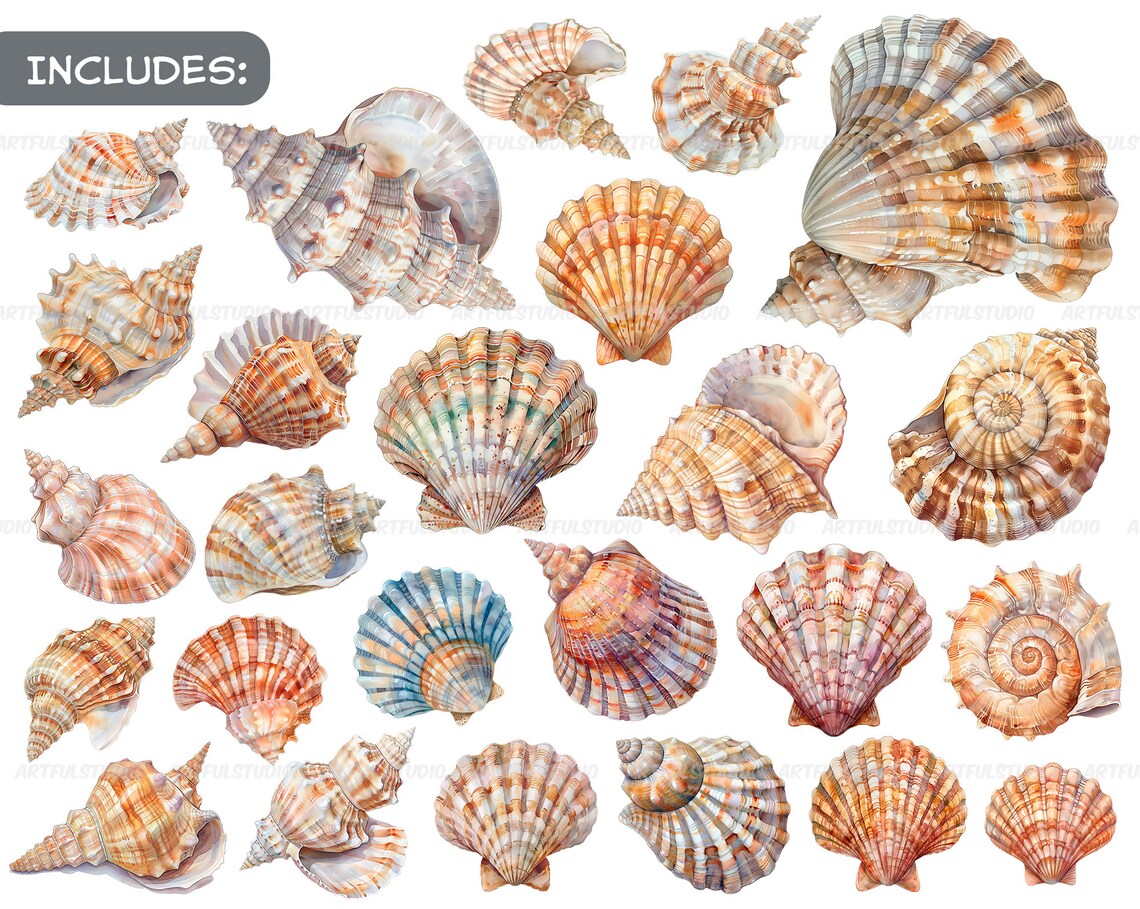 Watercolor Seashells Clipart Underwater Illustrations Beautiful ...