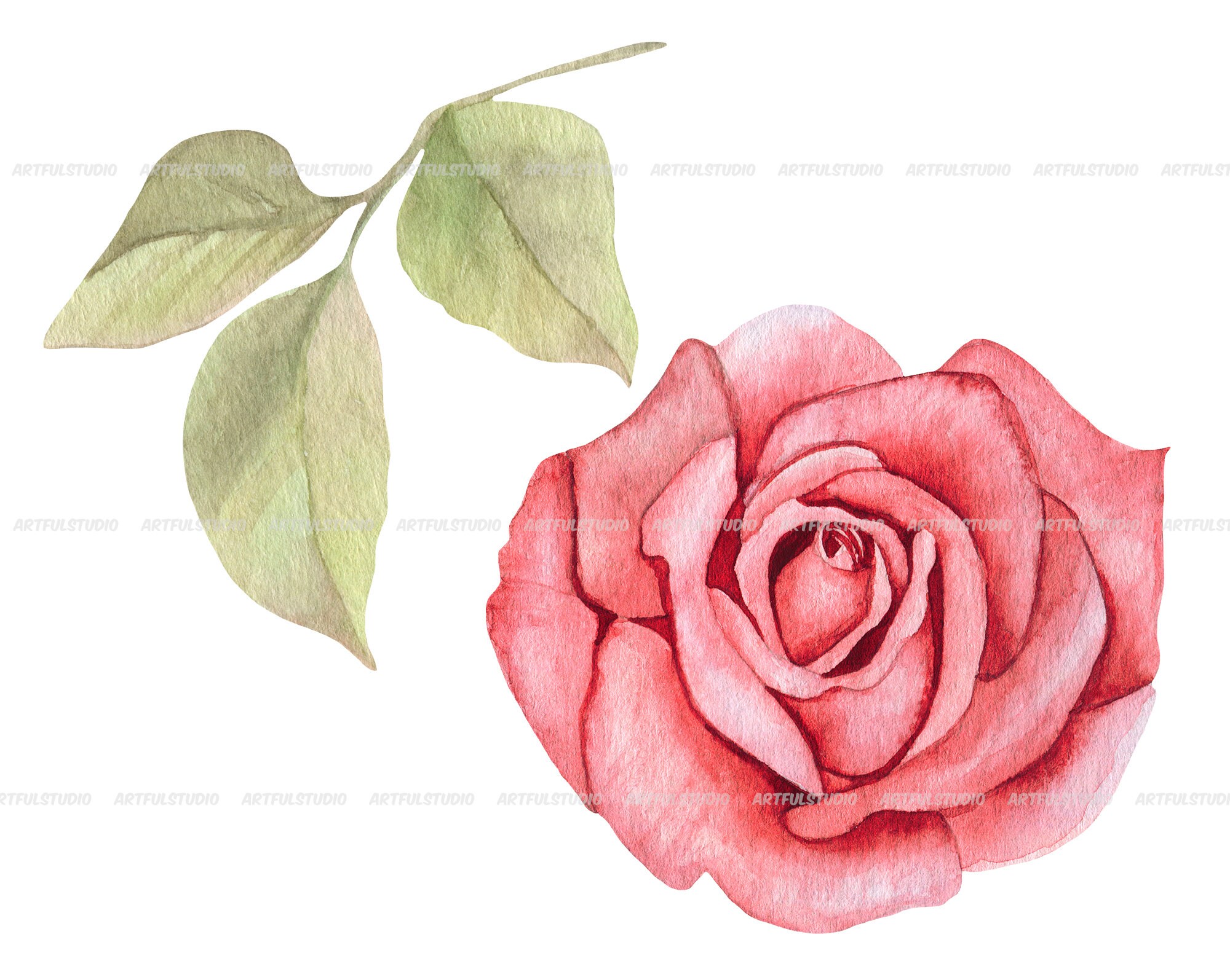 Watercolor Vintage Roses Clipart Dusty Pink Blush Light - Etsy