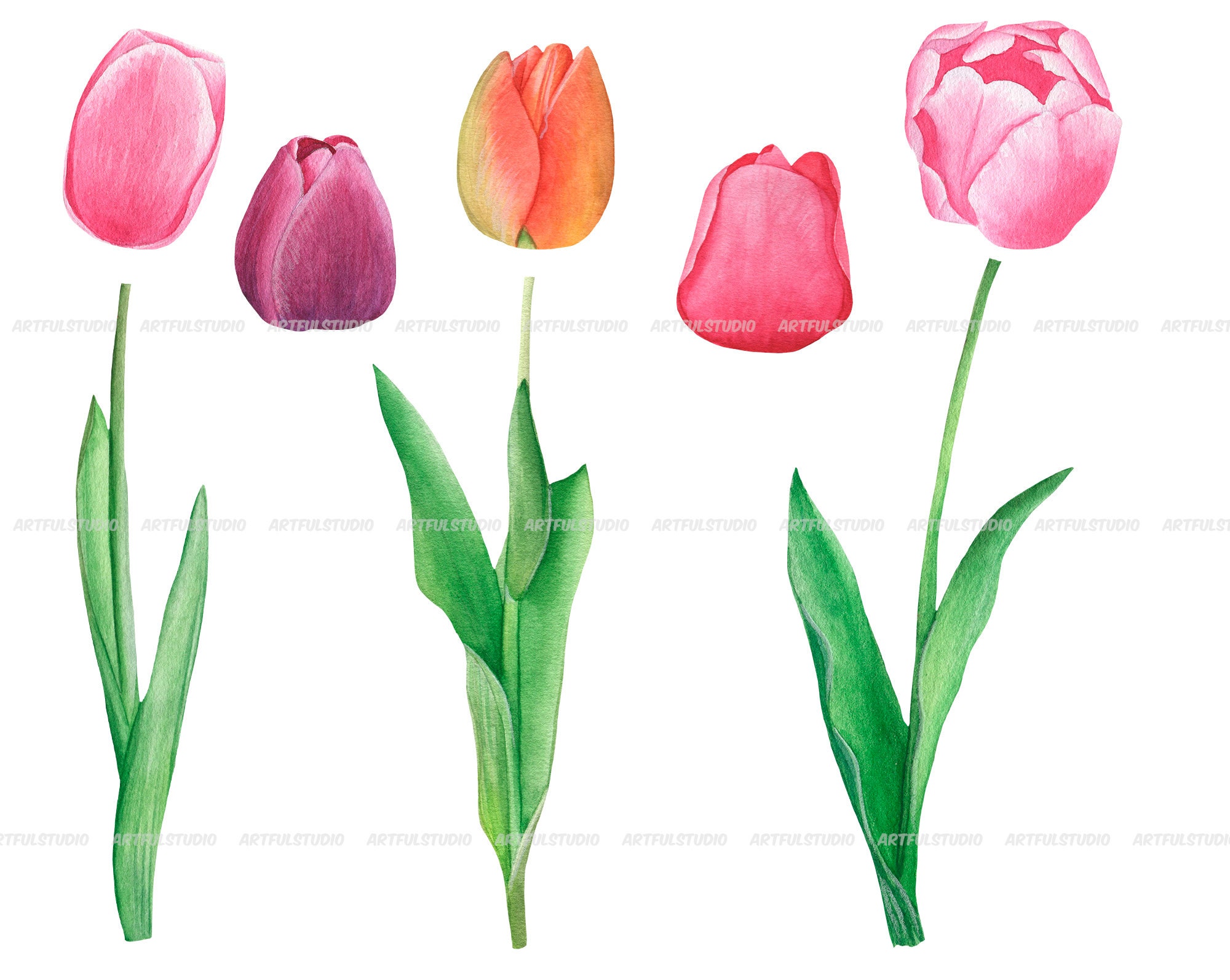 Watercolor Tulips Clipart-spring Flowers-bouquet Constructor-botanical ...
