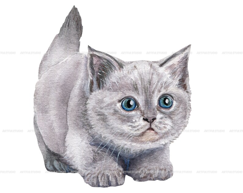 Watercolor Kittens Clipart-realistic Cats Clip Art-maine Coon, British ...