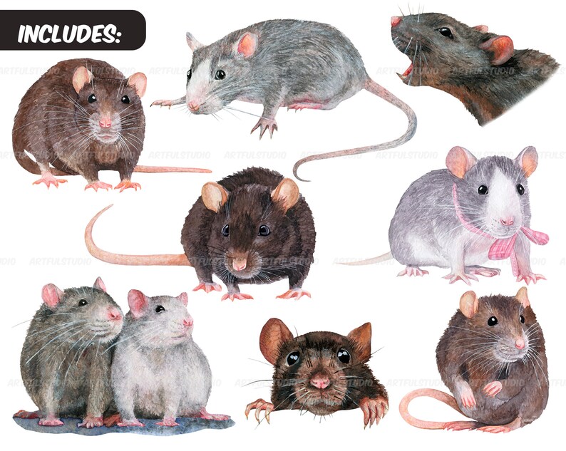 Watercolor Rats Clipart: Realistic Rodent Portraits (PNG, Digital ...
