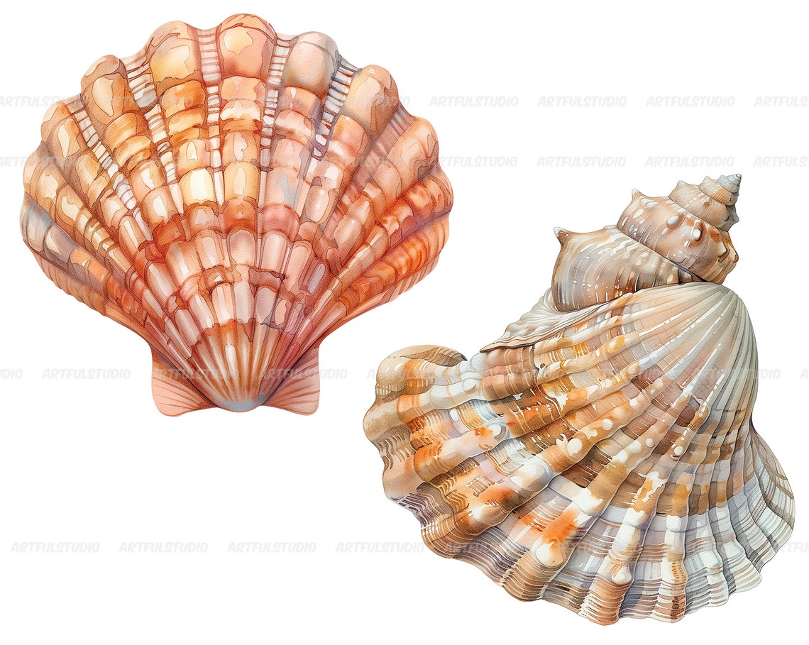 Watercolor Seashells Clipart Underwater Illustrations Beautiful ...