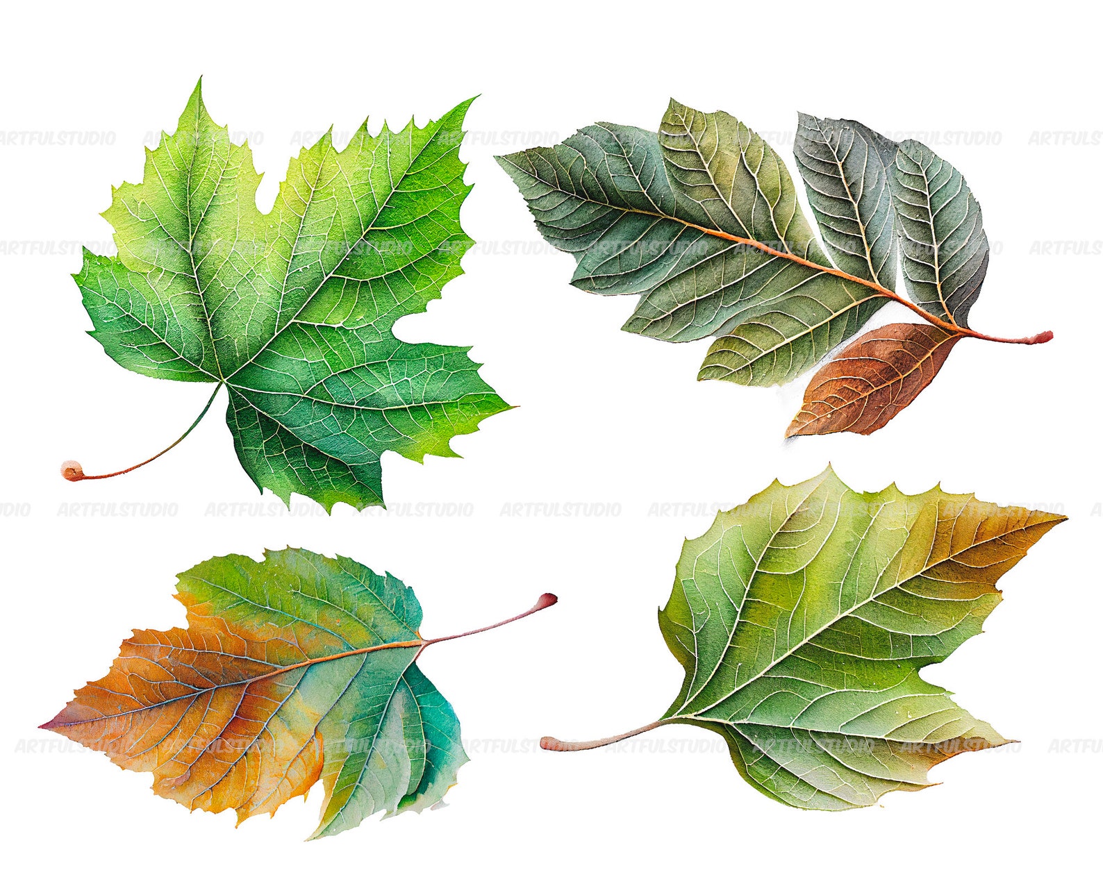 Watercolor Green Leaves Clipart: Botanical Illustration (PNG Digital ...