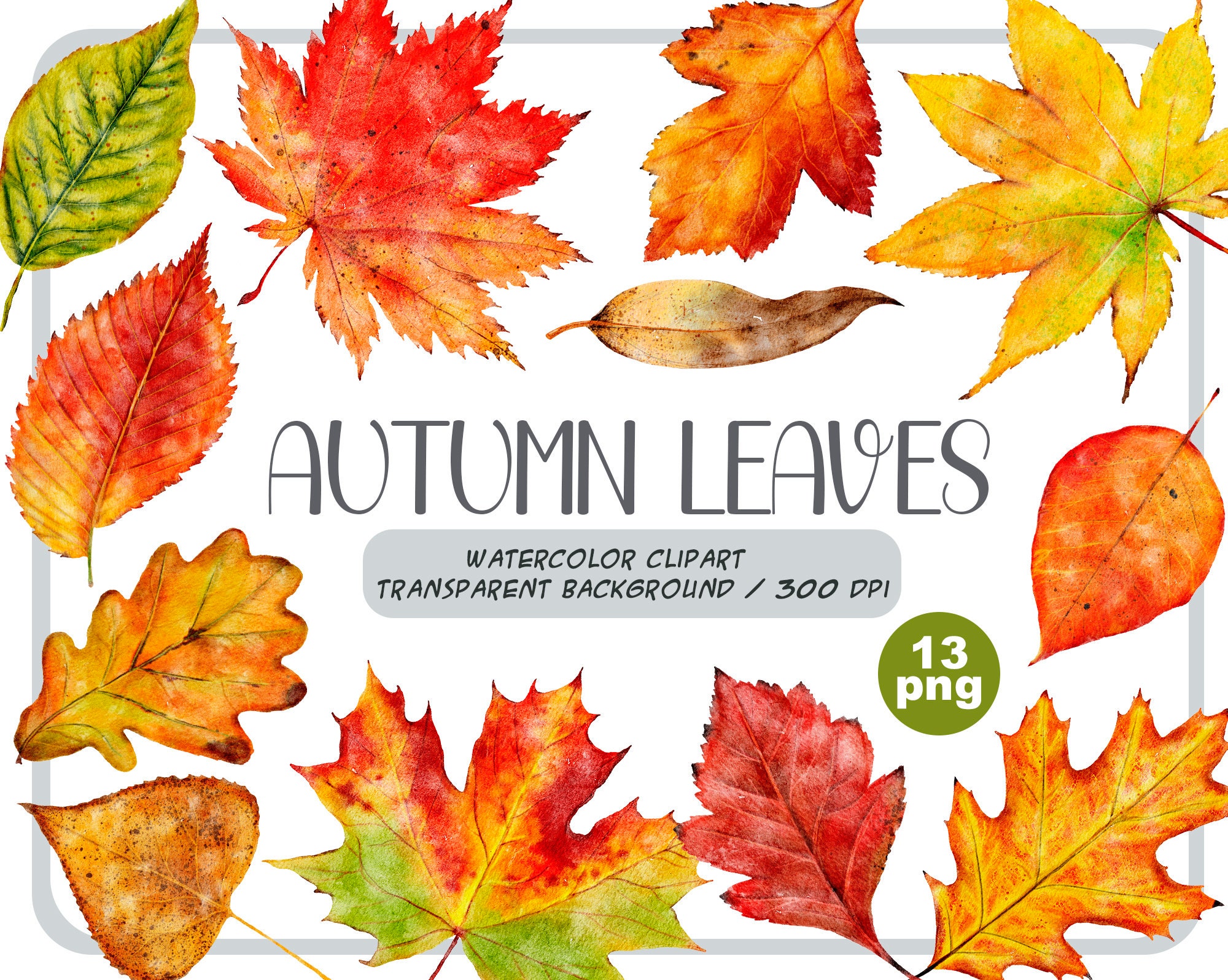 Watercolor Autumn Leaves Clipart Fall Leaf PNG Realistic Colourful ...