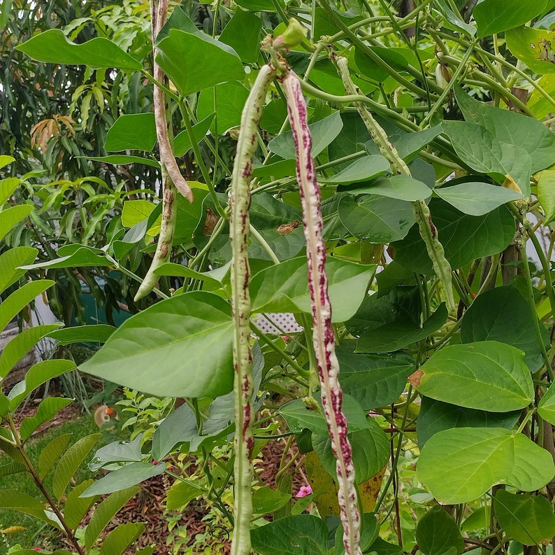 Thai Soldier Bean Seeds - 25 Seeds - Etsy