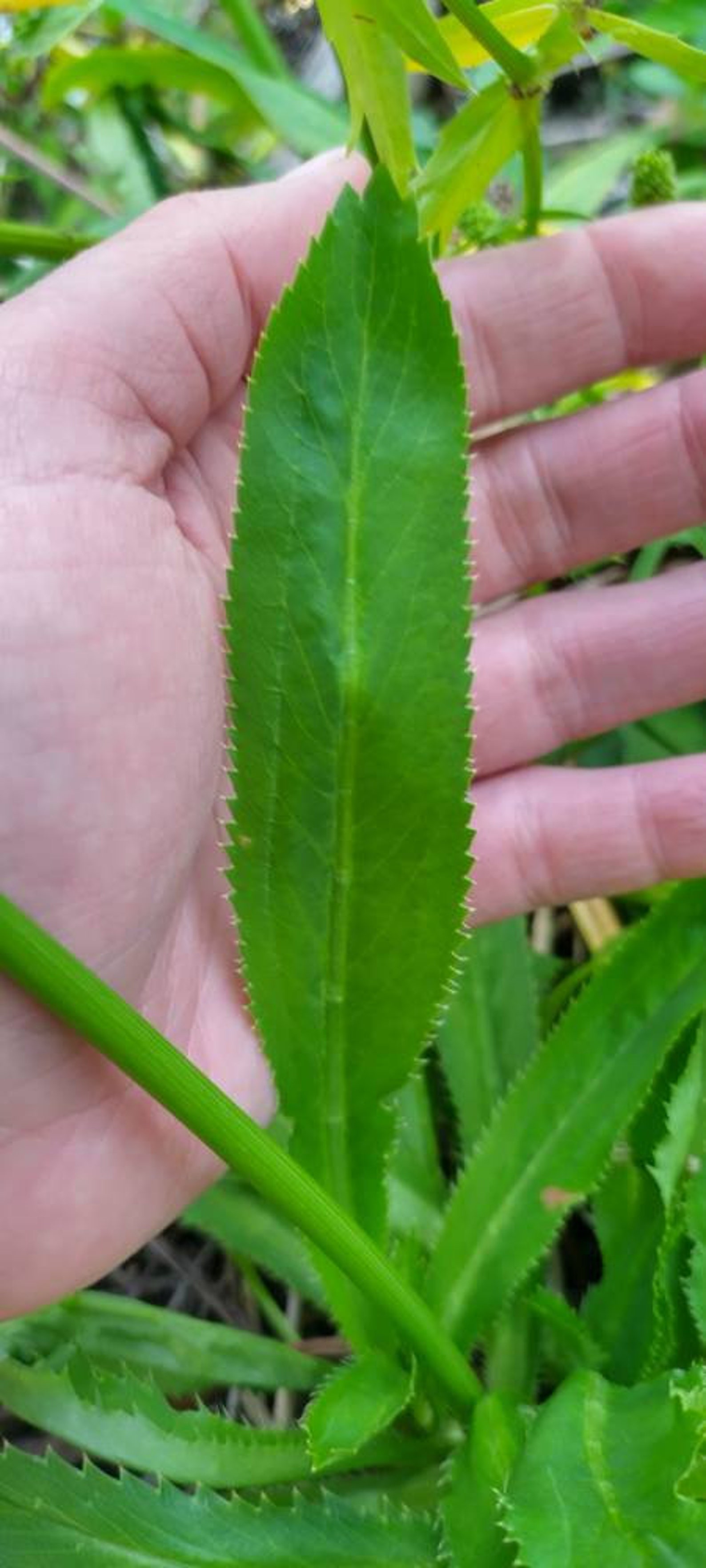 Culantro Seeds (AKA Chadon Beni, Recao, Ngo Gai, Sawtooth or Mexican ...