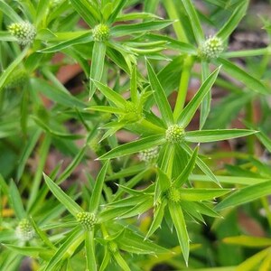 Culantro Seeds (AKA Chadon Beni, Recao, Ngo Gai, Sawtooth or Mexican ...
