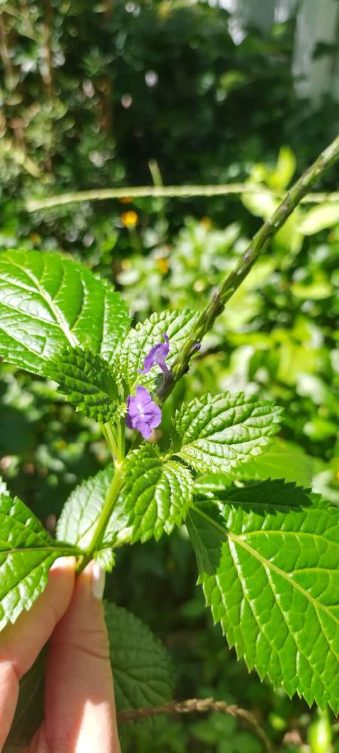 Blue Porterweed Seeds - 50 Seeds - Etsy