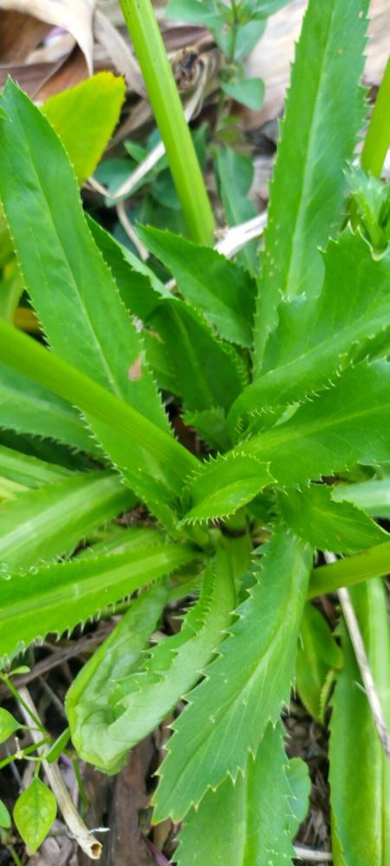 Culantro Seeds (AKA Chadon Beni, Recao, Ngo Gai, Sawtooth or Mexican ...