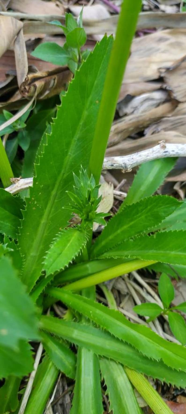 Culantro Seeds (AKA Chadon Beni, Recao, Ngo Gai, Sawtooth or Mexican ...