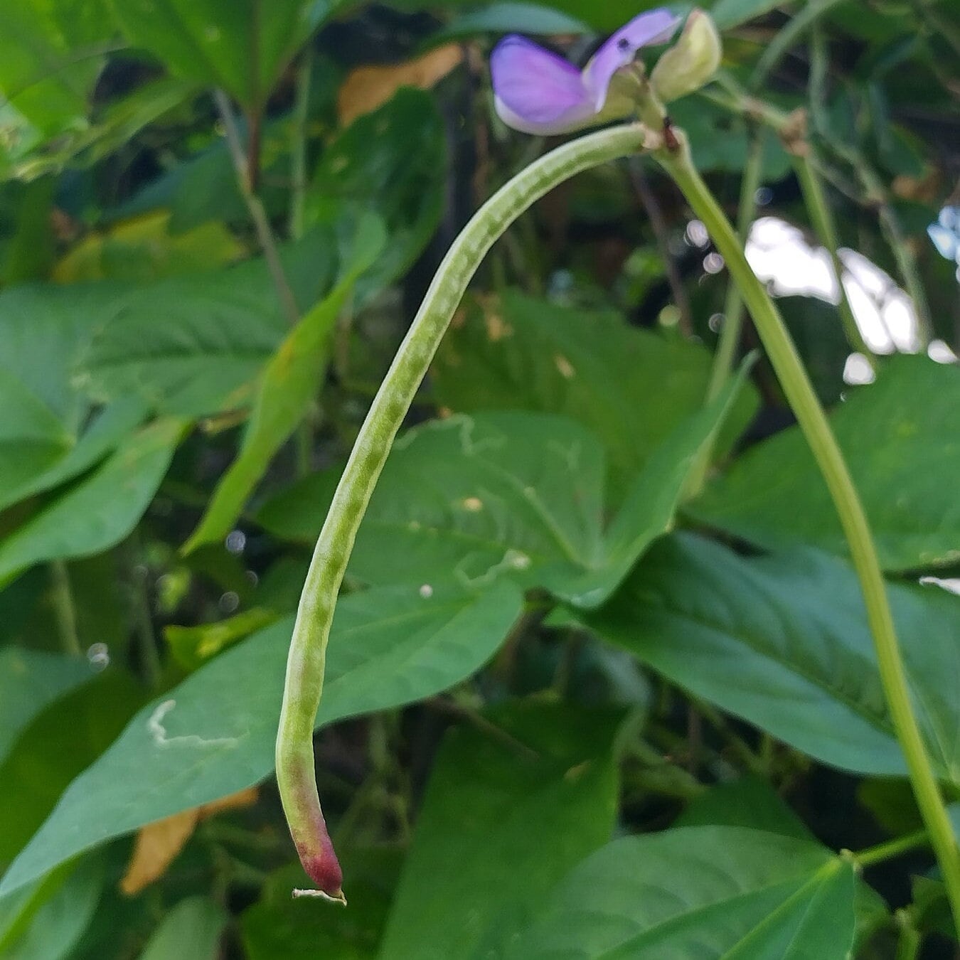 Puerto Rican Black Bean Seeds - 12 Seeds - Etsy