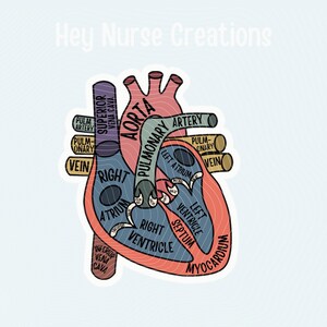 Anatomical Heart Sticker, Anatomy Stickers, Cardiology Stickers, Nurse ...