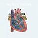 Anatomical Heart Sticker, Anatomy Stickers, Cardiology Stickers, Nurse ...
