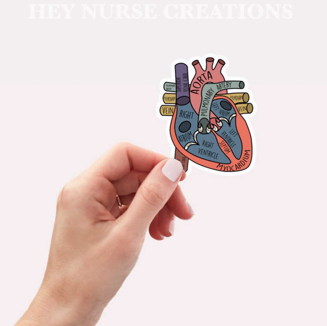 Anatomical Heart Sticker, Anatomy Stickers, Cardiology Stickers, Nurse ...