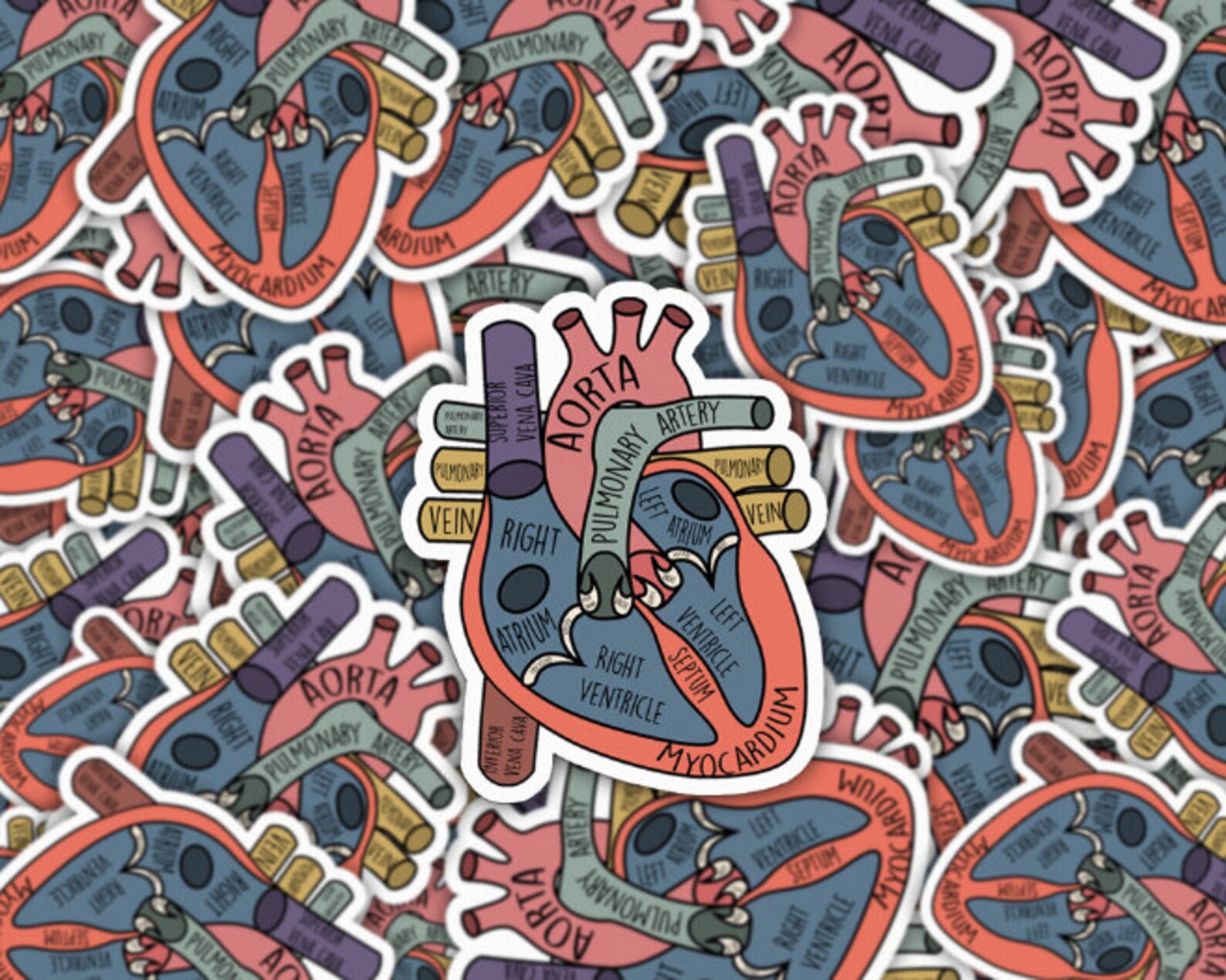 Anatomical Heart Sticker, Anatomy Stickers, Cardiology Stickers, Nurse ...