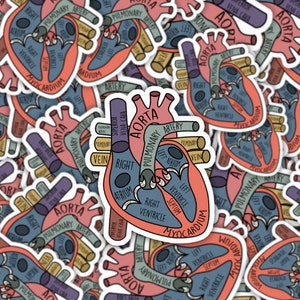 Anatomical Heart Sticker, Anatomy Stickers, Cardiology Stickers, Nurse ...