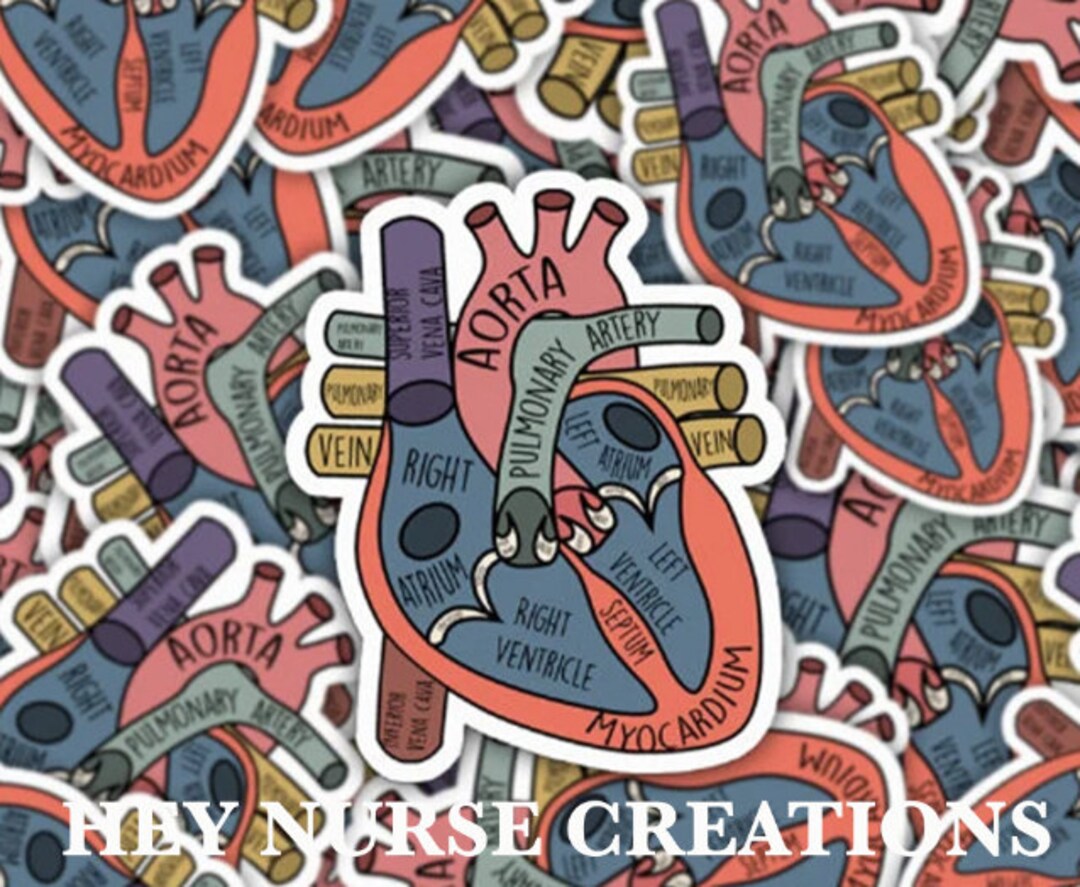 Anatomical Heart Sticker, Anatomy Stickers, Cardiology Stickers, Nurse ...
