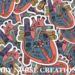 Anatomical Heart Sticker, Anatomy Stickers, Cardiology Stickers, Nurse ...