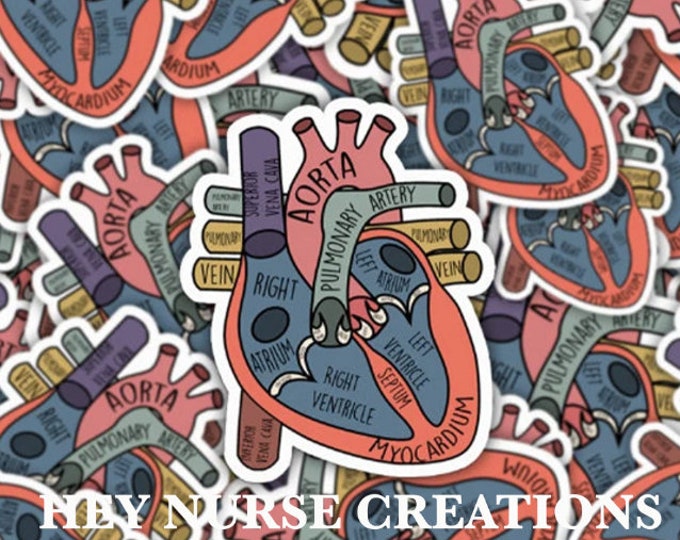 Anatomical Heart Sticker, Anatomy Stickers, Cardiology Stickers, Nurse ...