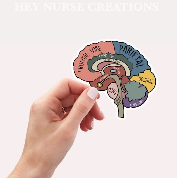 Anatomical Brain Sticker, Anatomy Sticker, Nurse Sticker, Medical ...