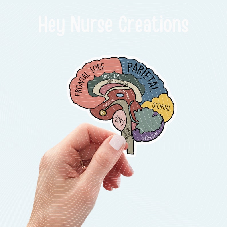 Anatomical Brain Sticker: Boho Colors, Waterproof Vinyl - Etsy