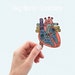 Anatomical Heart Sticker, Anatomy Stickers, Cardiology Stickers, Nurse ...