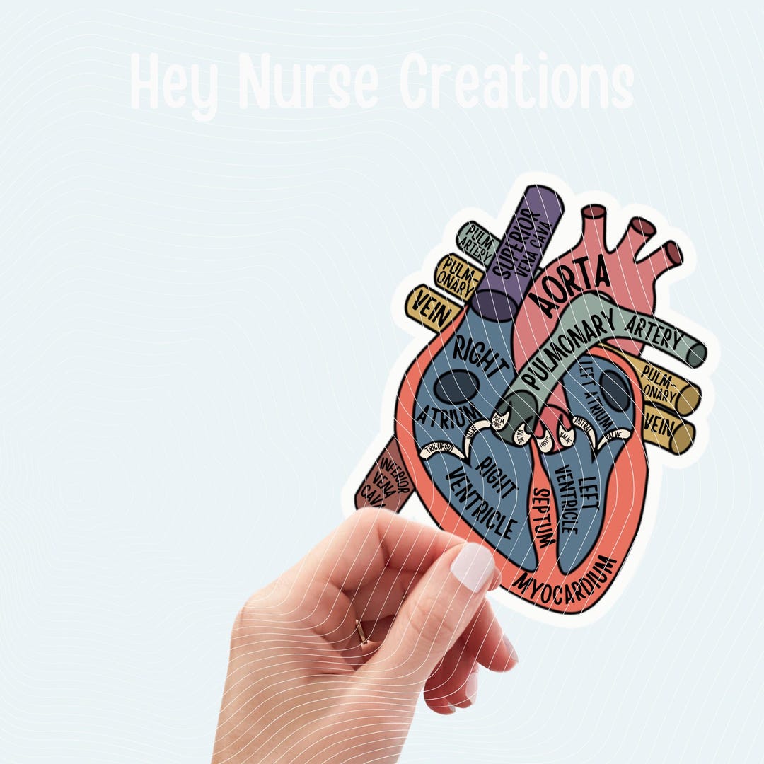 Anatomical Heart Sticker, Anatomy Stickers, Cardiology Stickers, Nurse ...