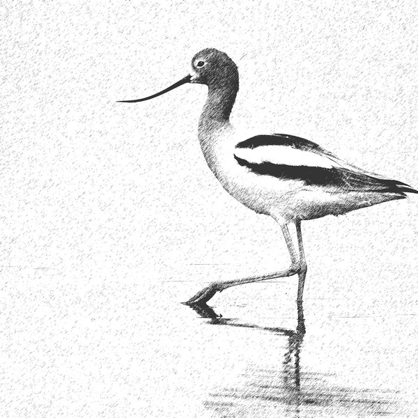 American Avocet - Etsy