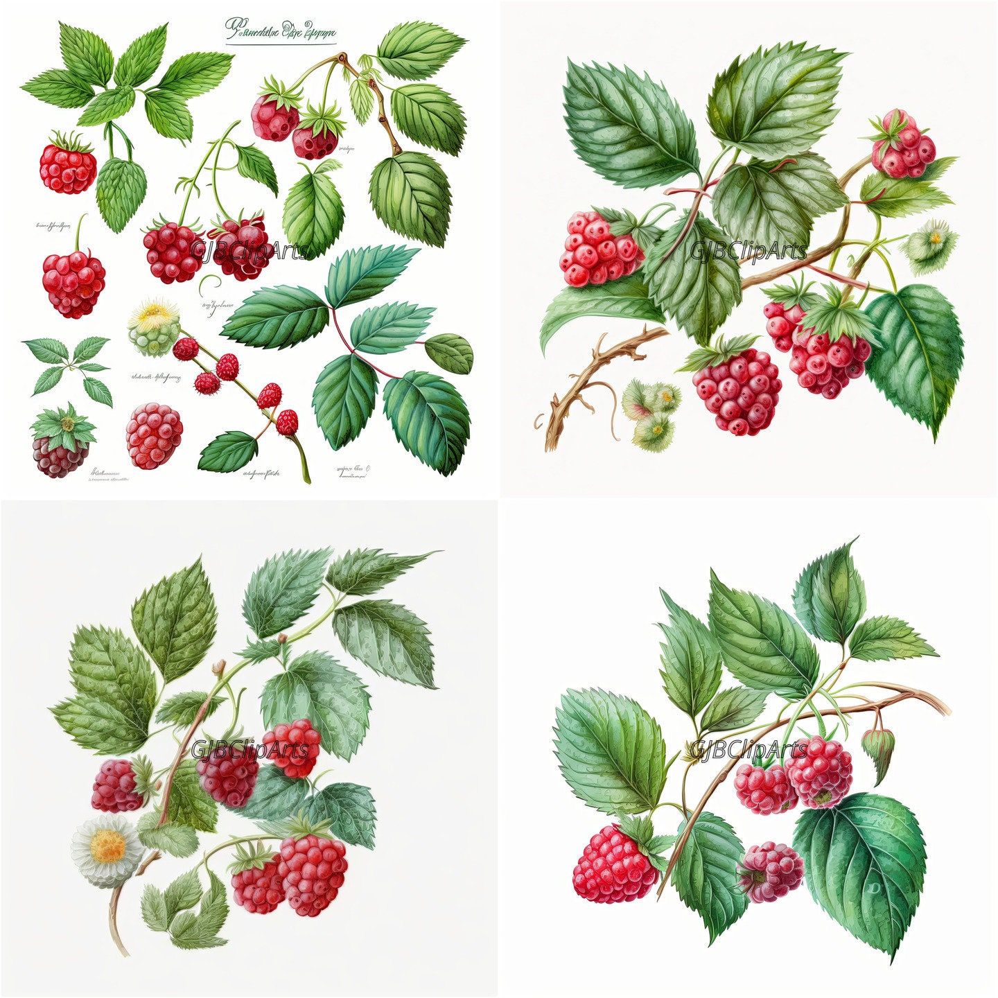 Vibrant Raspberries Clipart: Watercolor Berry Illustrations ...