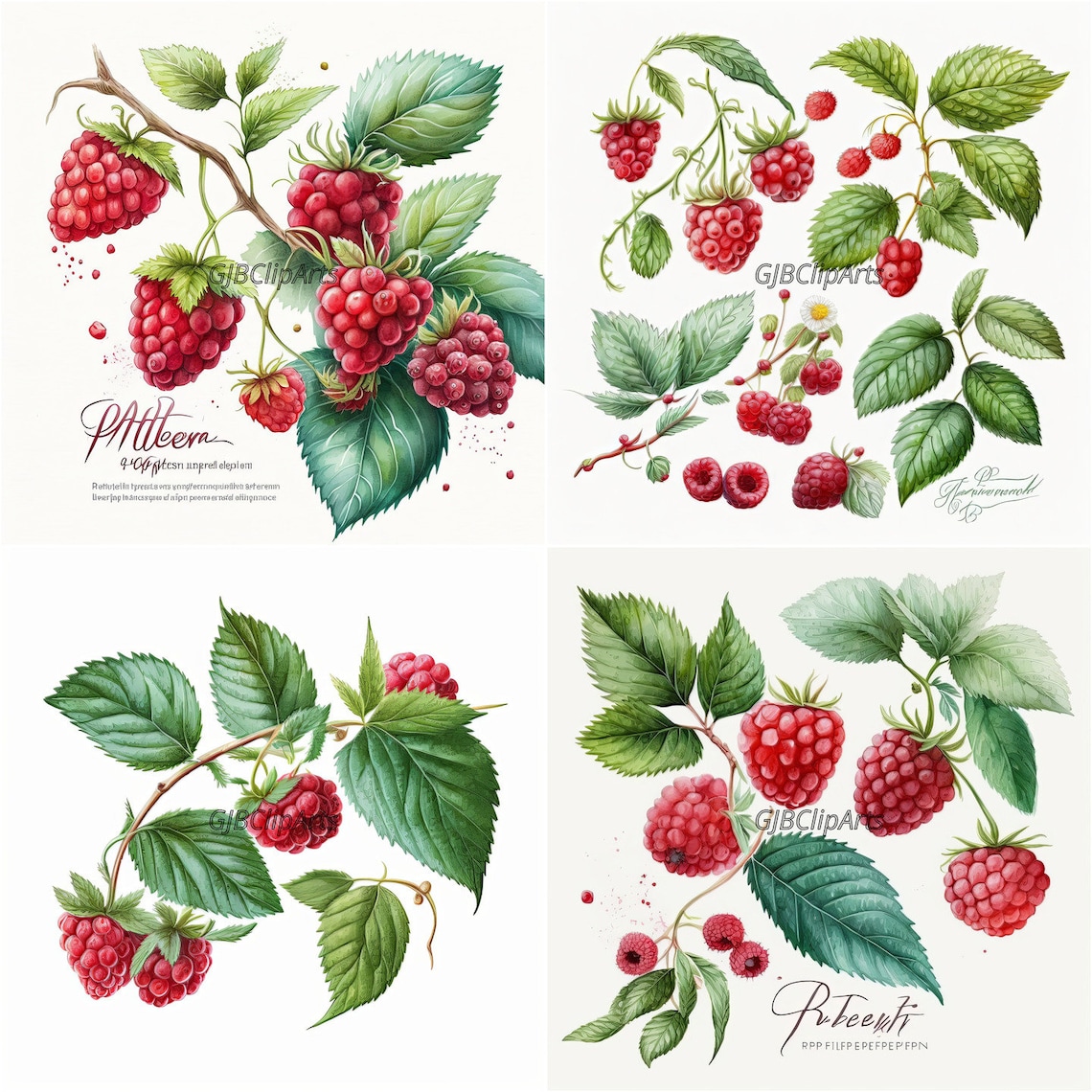 Vibrant Raspberries Clipart: Watercolor Berry Illustrations ...