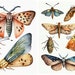 Watercolor Moths Collection: Delicate Insect Illustrations, Nature ...