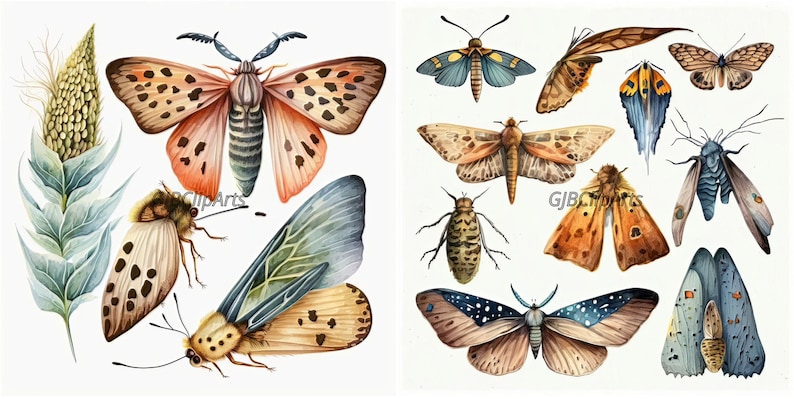 Watercolor Moths Collection: Delicate Insect Illustrations, Nature ...