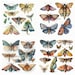 Watercolor Moths Collection: Delicate Insect Illustrations, Nature ...
