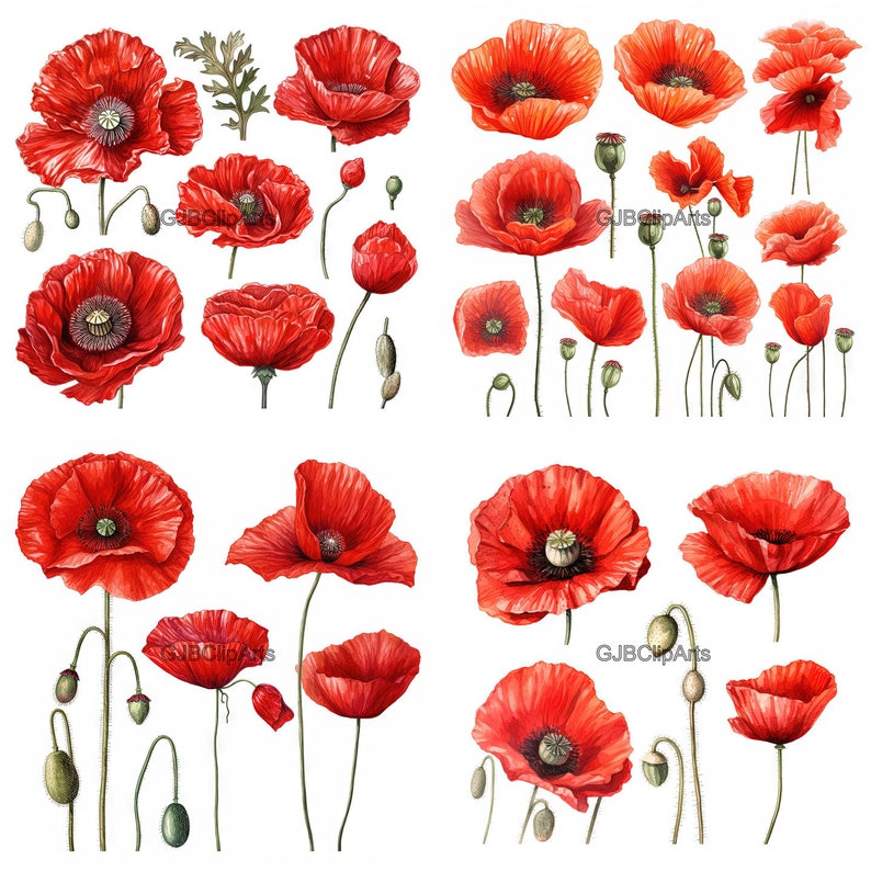 Poppy Flower Clipart, Journaling for in the Morning, Scrapbooks Albums ...