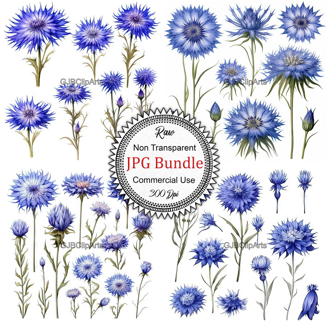 Cornflower Clipart Digital Stickers, Digital Clipart, Printable ...