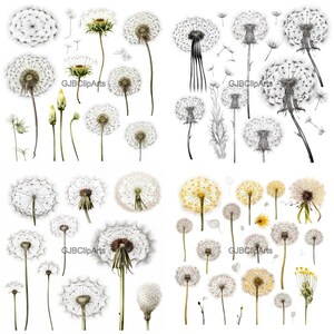 Dandelion Clipart Digital Stickers, Digital Clipart, Printable Stickers ...