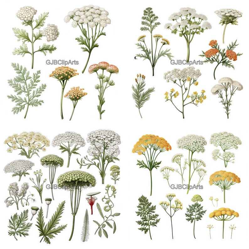 Yarrow Flower Clipart, Journaling Digital, Junk Journal Kit Printable ...
