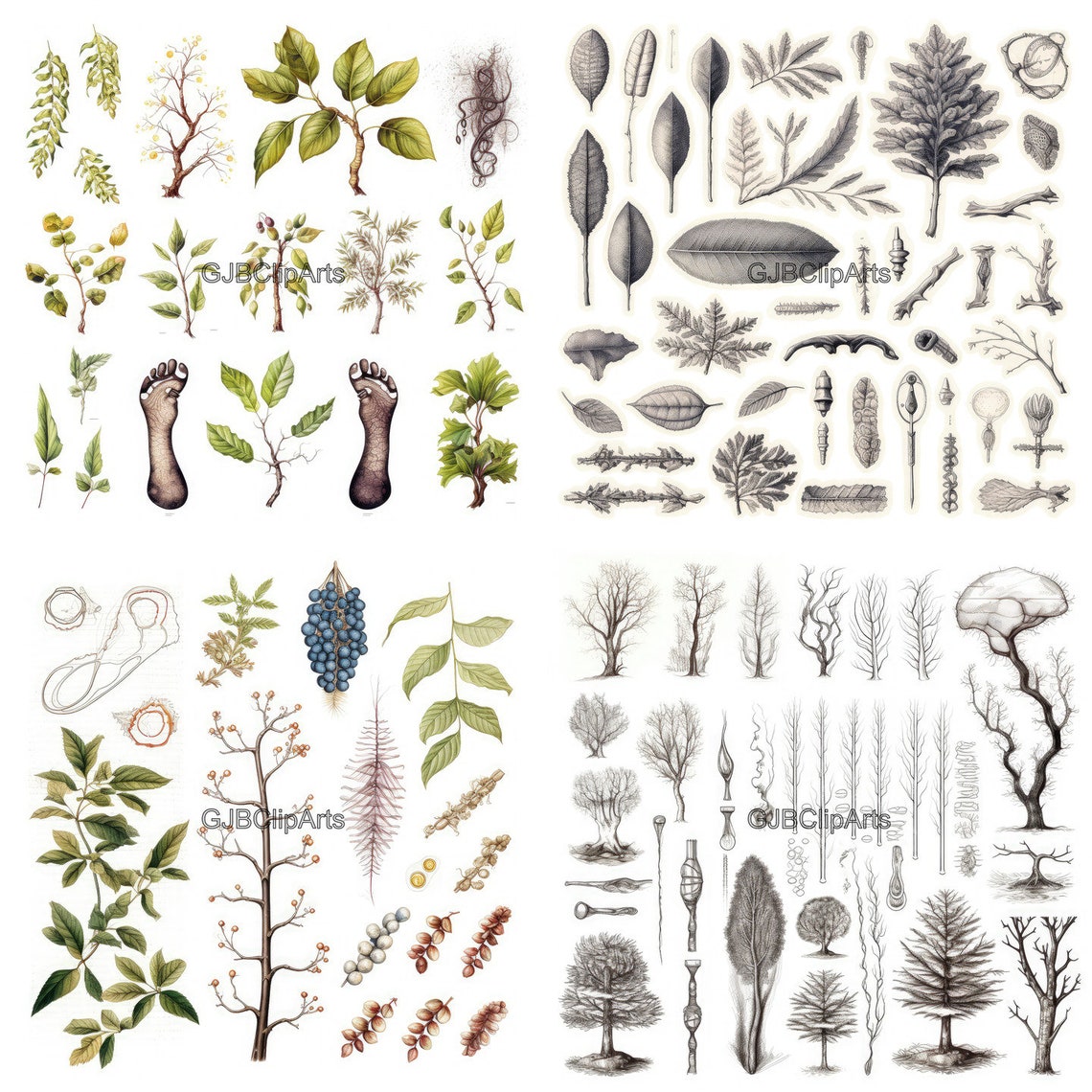 Ancestry Trace Clipart, Family Tree Clipart, Vintage Photo Clipart ...