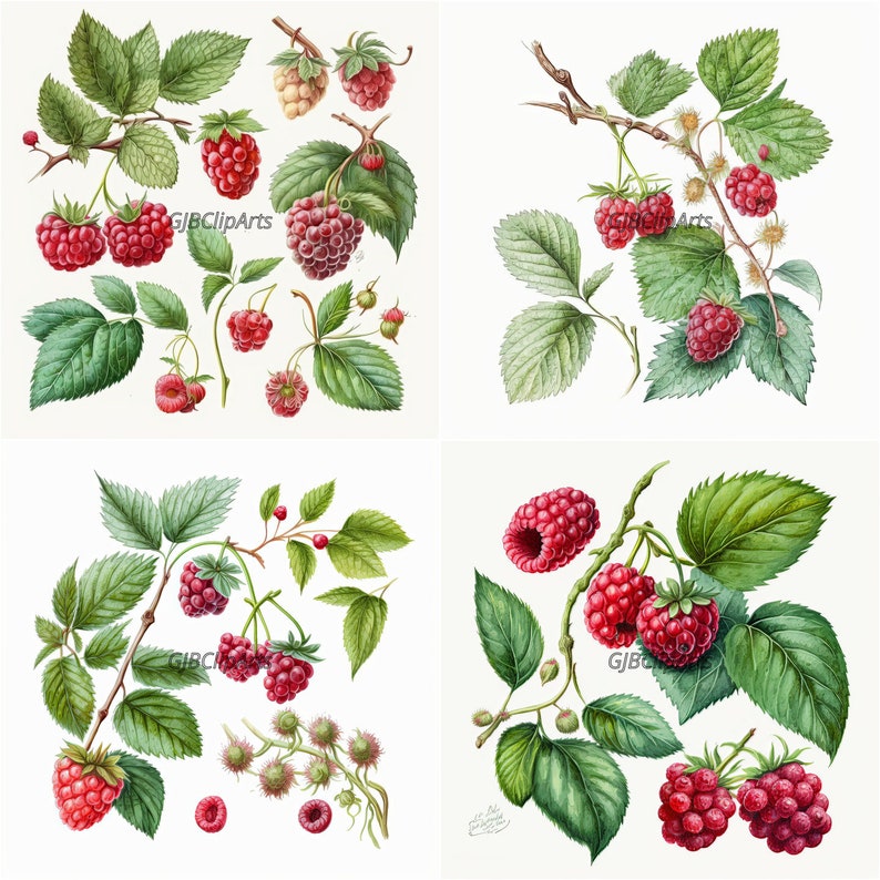 Vibrant Raspberries Clipart: Watercolor Berry Illustrations ...
