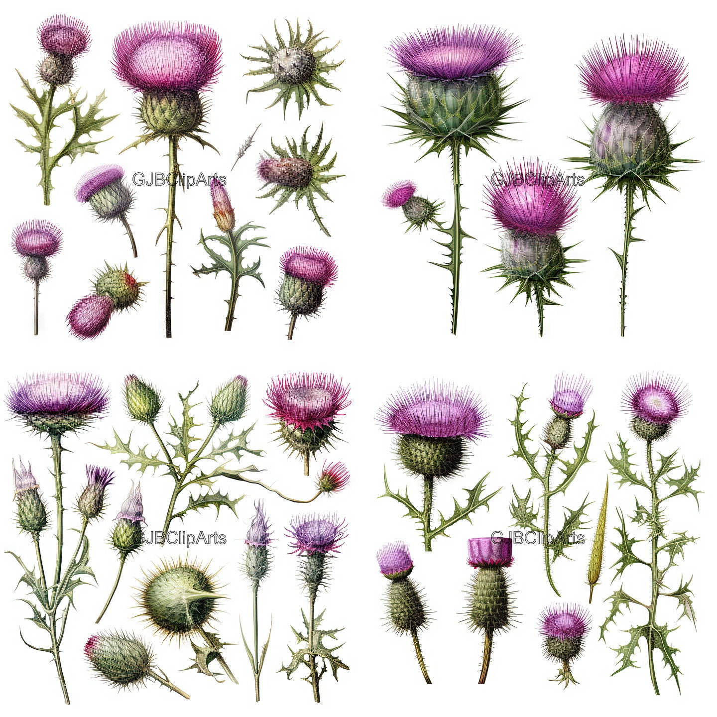 Thistle Collection Clipart, White Background Clipart, Scrapbooking ...