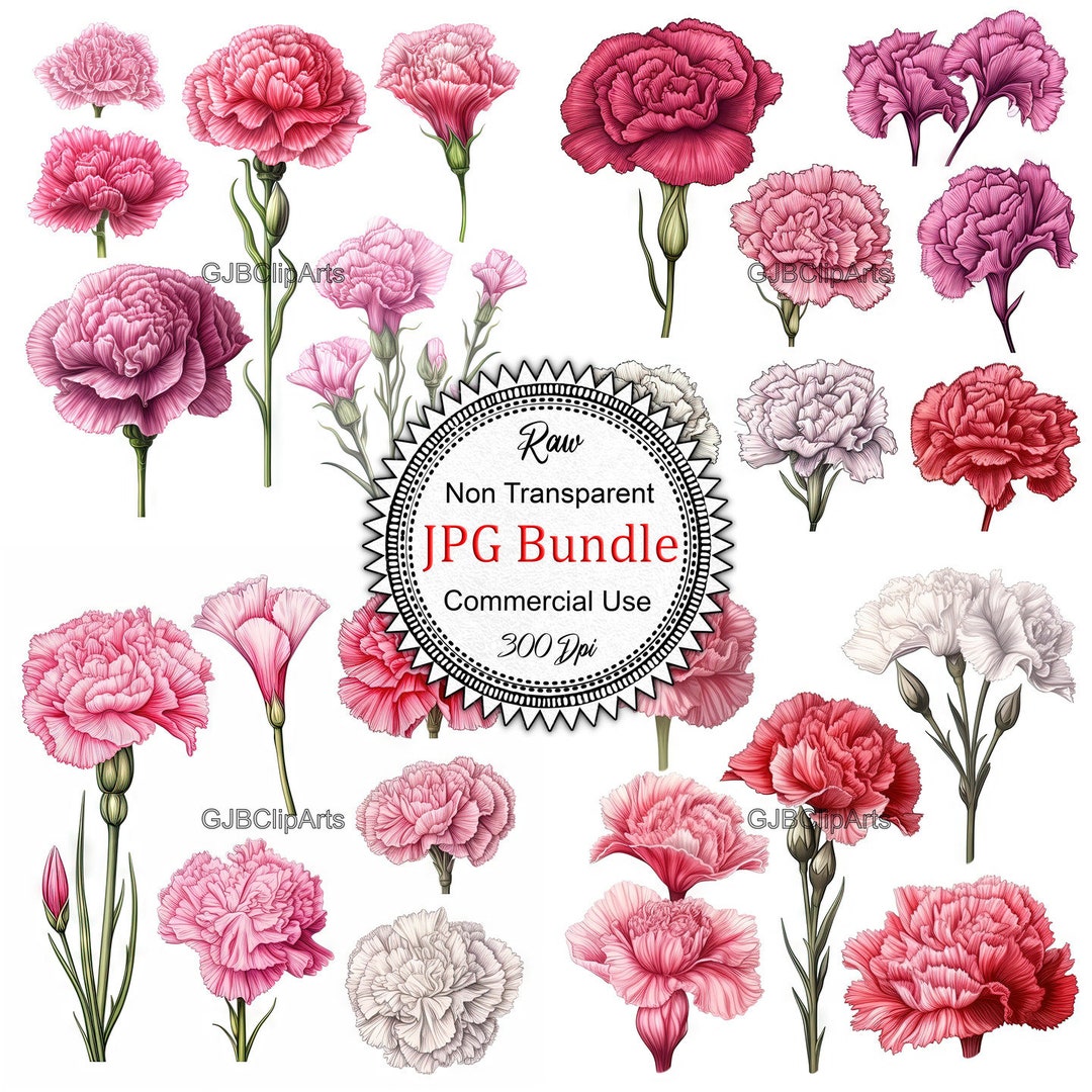Carnation Clipart Collection 3, White Background Clipart, , Junk ...
