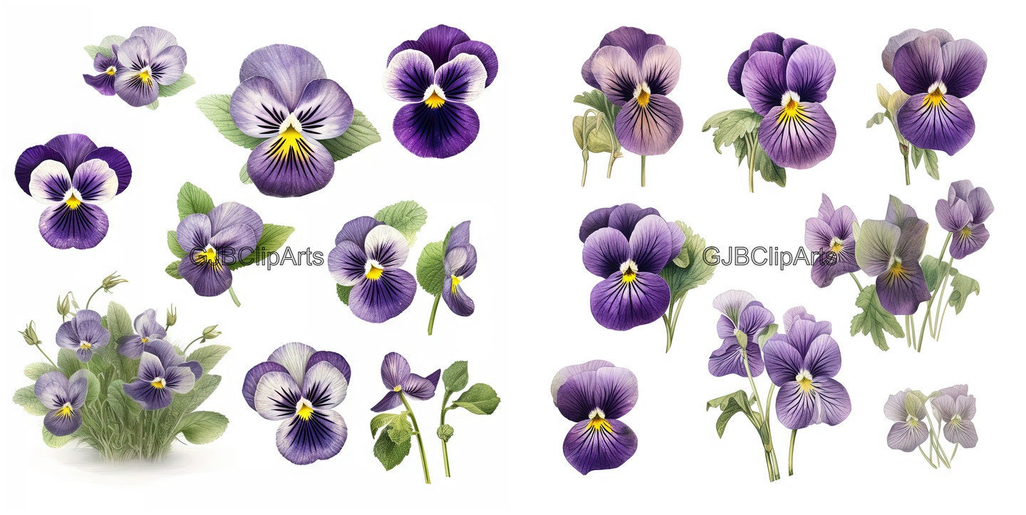 Viola Flower Clipart Journaling Tracker Scrapbooks Wedding - Etsy
