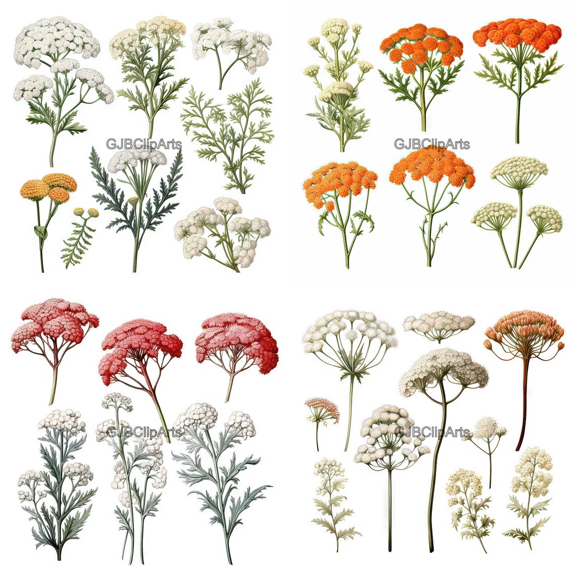 Yarrow Flower Clipart, Journaling Digital, Junk Journal Kit Printable ...
