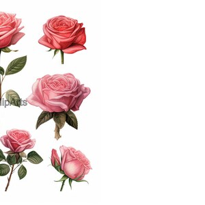 Pink Rose Flower Clipart, Scrapbook Template, Scrapbooking Kit ...