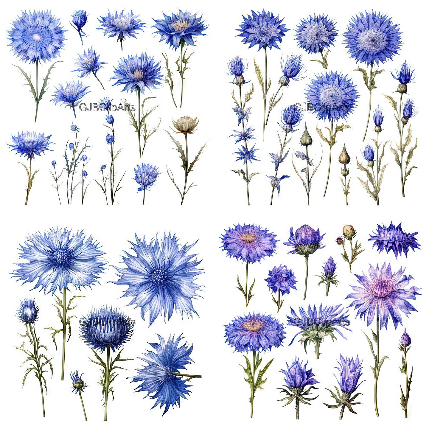 Cornflower Clipart Digital Stickers, Digital Clipart, Printable ...