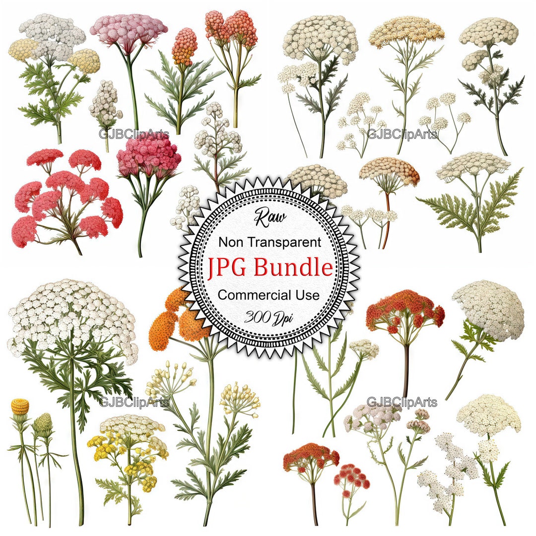 Yarrow Flower Clipart, Journaling Digital, Junk Journal Kit Printable ...