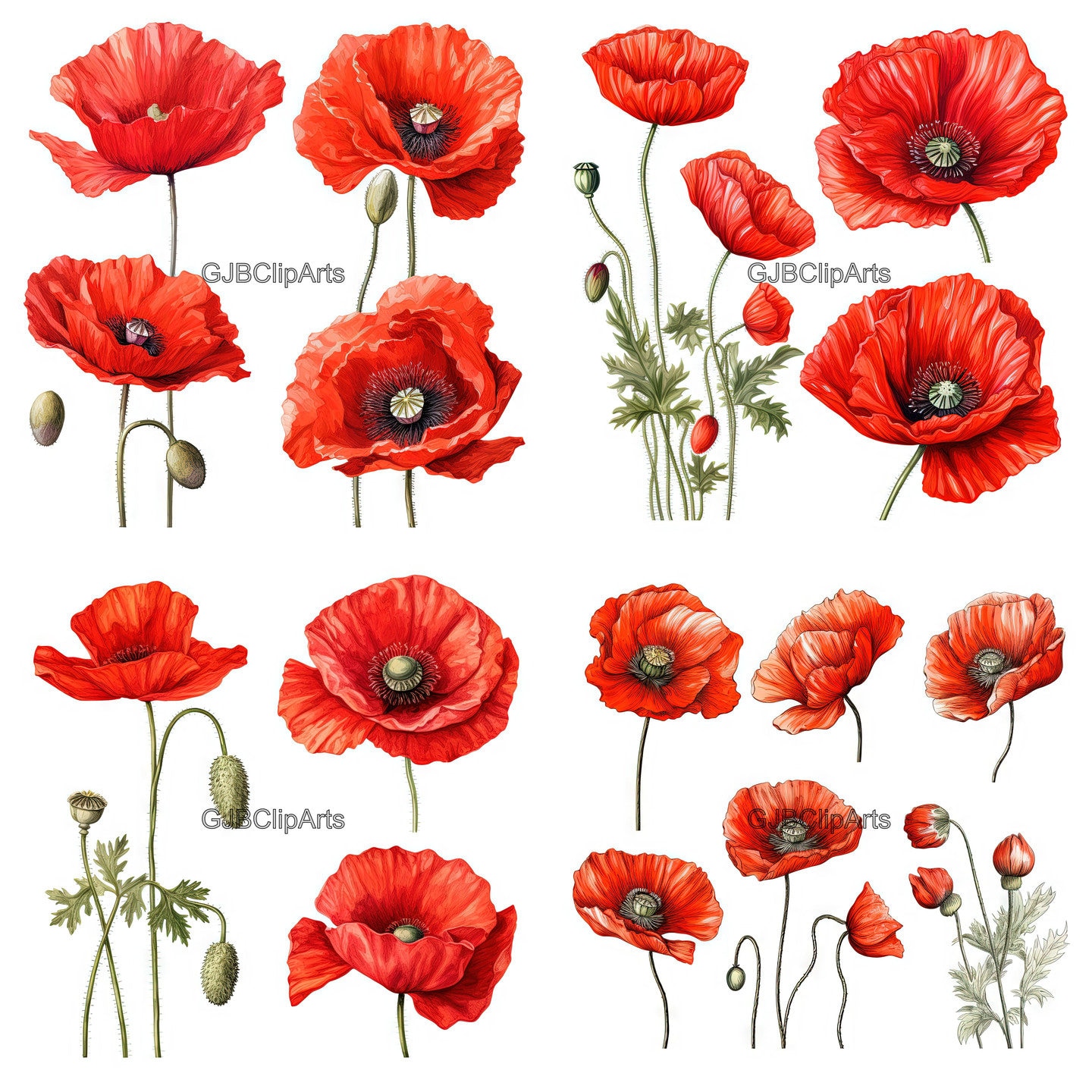 Poppy Flower Clipart, Journaling for in the Morning, Scrapbooks Albums ...