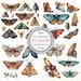 Watercolor Moths Collection: Delicate Insect Illustrations, Nature ...